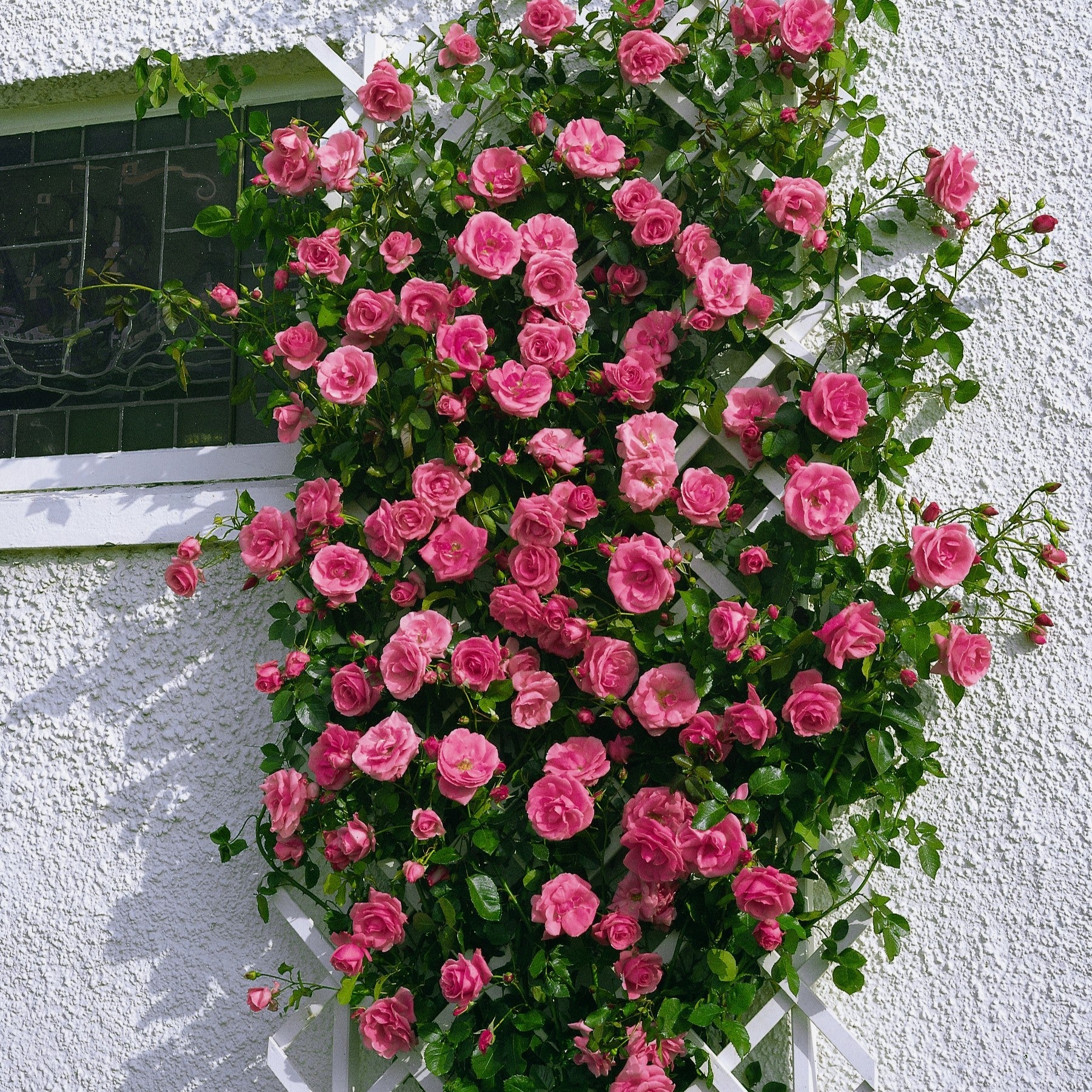 Lavinia| Climbing Rose | £16.95 – Eastcroft Roses