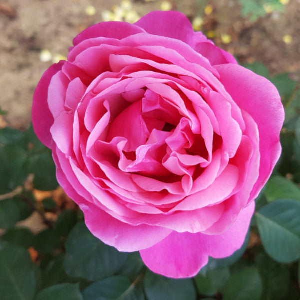 Sweet Parfum de Provence | Hybrid Tea Bush Rose | £15.75 – Eastcroft Roses
