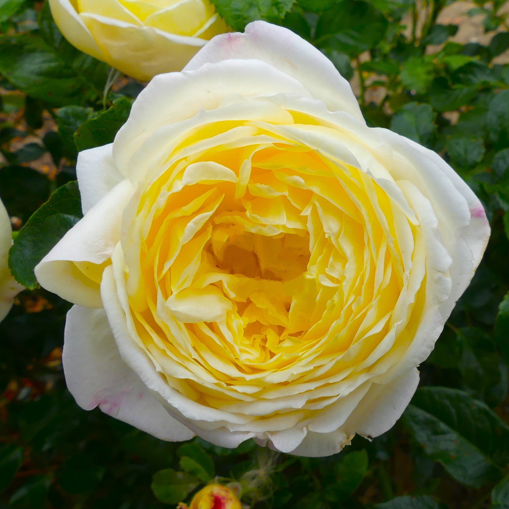 Amnesty International | Climbing Rose | £15.75 – Eastcroft Roses