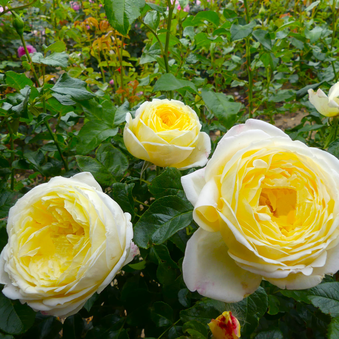 Amnesty International | Climbing Rose | £15.75 – Eastcroft Roses