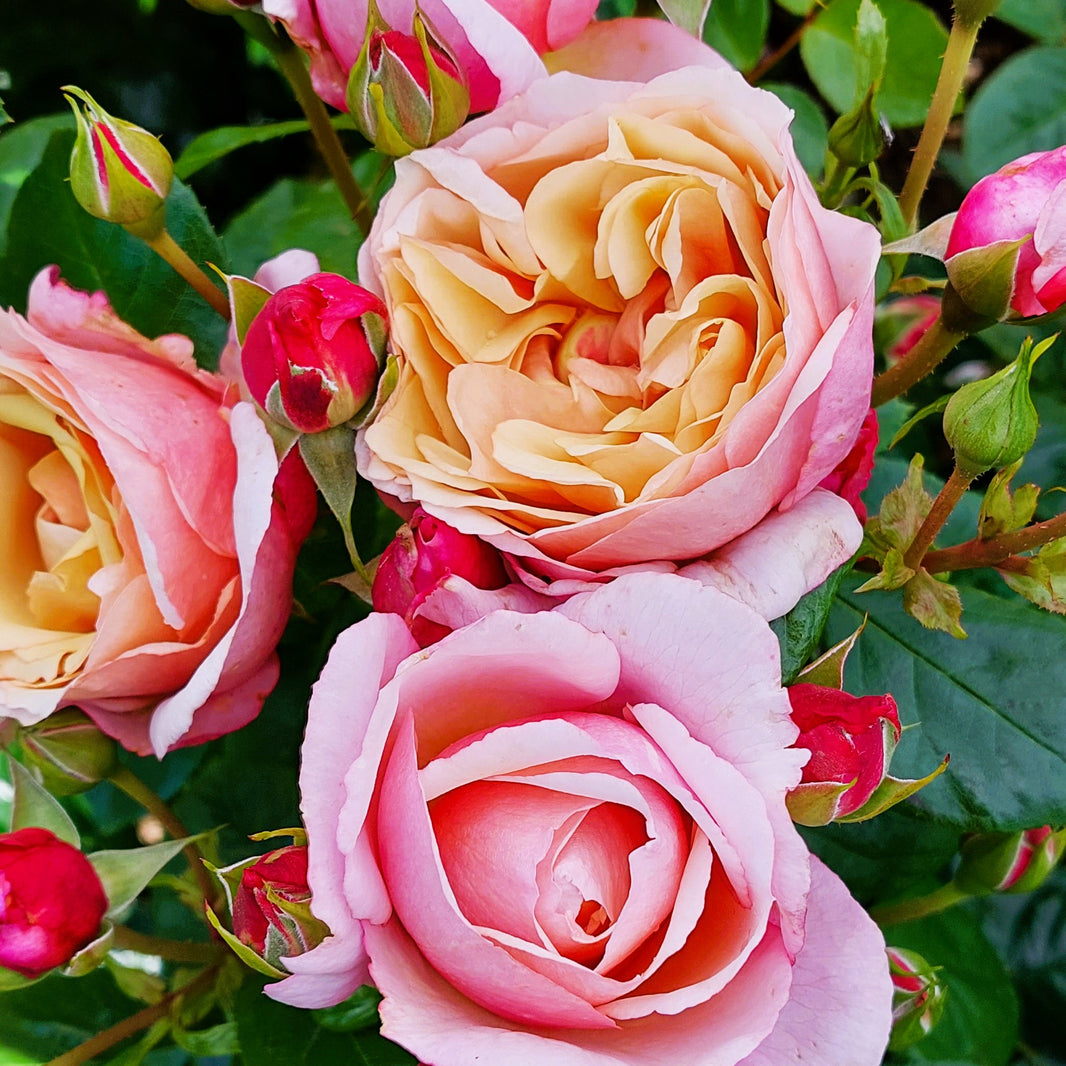 Floribunda Rose Bushes | Eastcroft Roses
