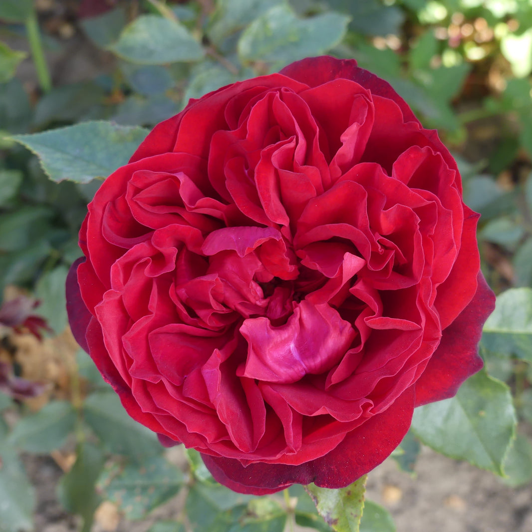 Products – Eastcroft Roses