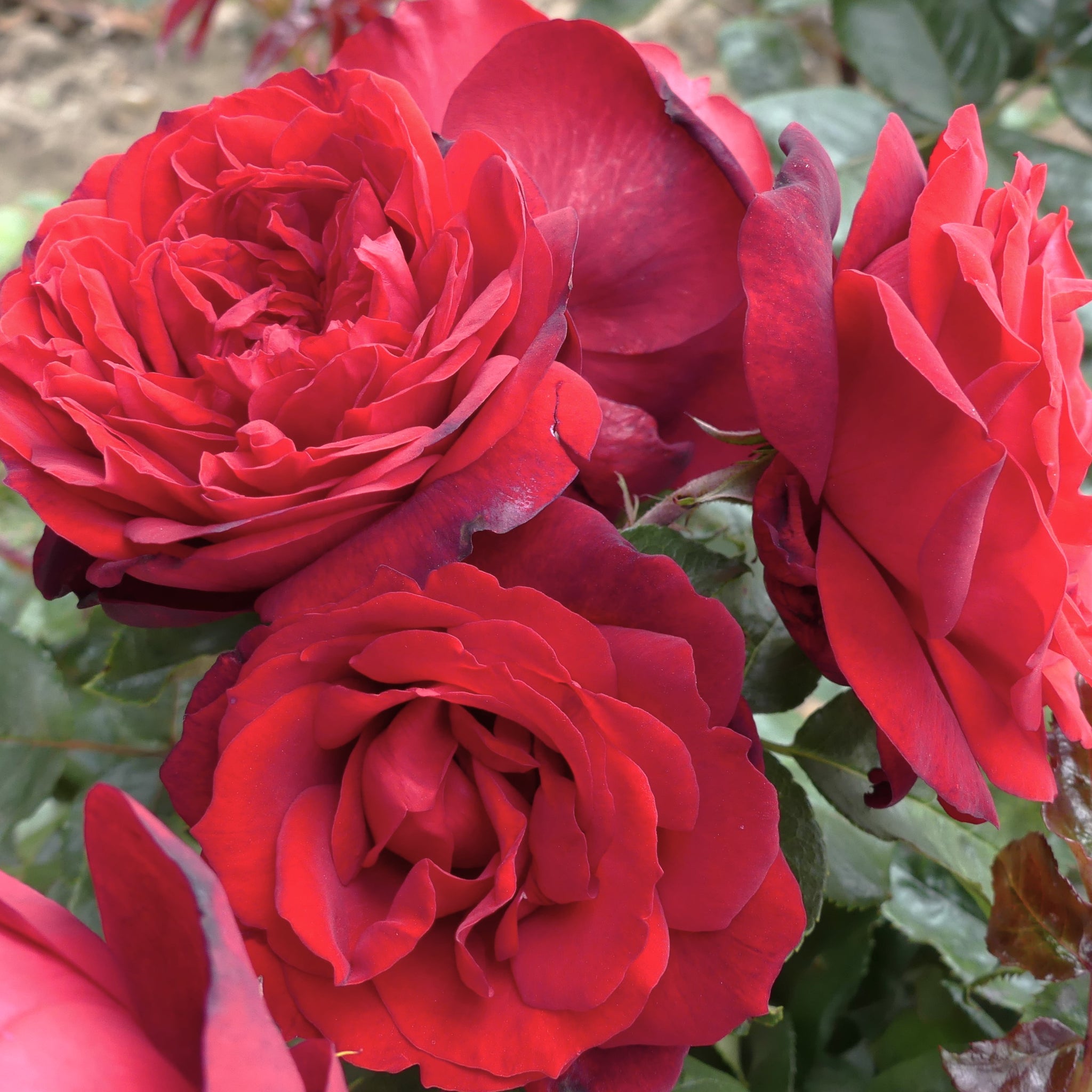 Admiral | Hybrid Tea Rose Bush | £15.75 – Eastcroft Roses