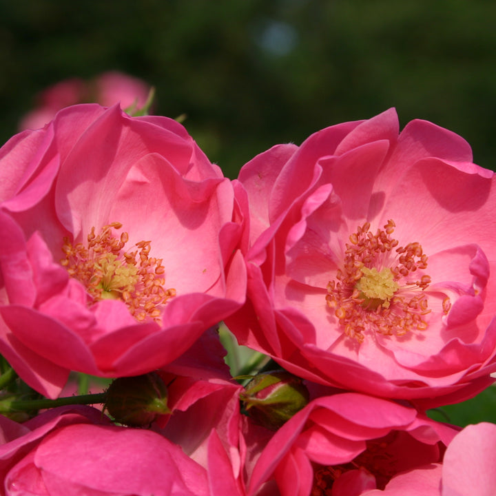 Products – Eastcroft Roses