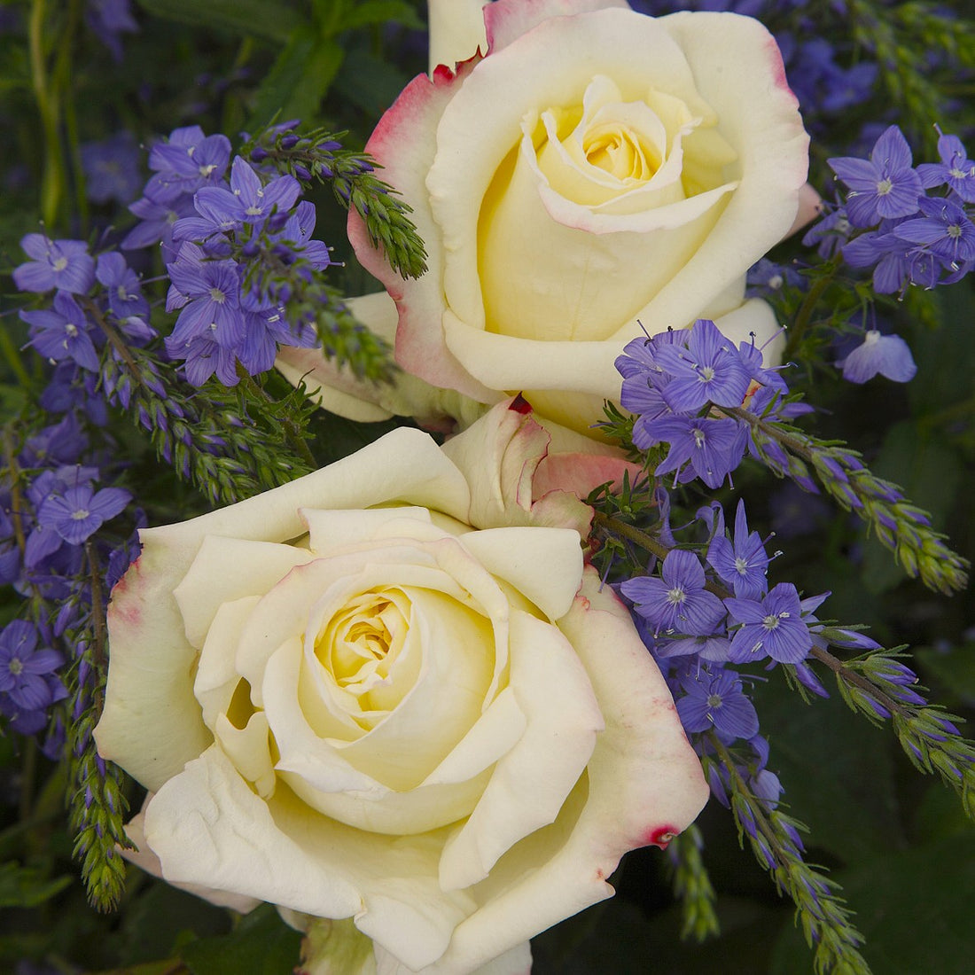 Athena | Hybrid Tea Rose Bush | £15.75 – Eastcroft Roses