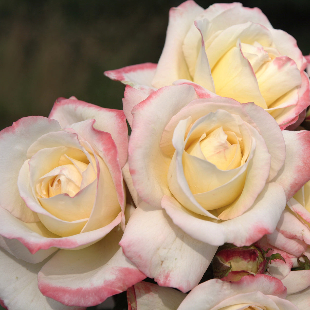 Athena | Hybrid Tea Rose Bush | £15.75 – Eastcroft Roses