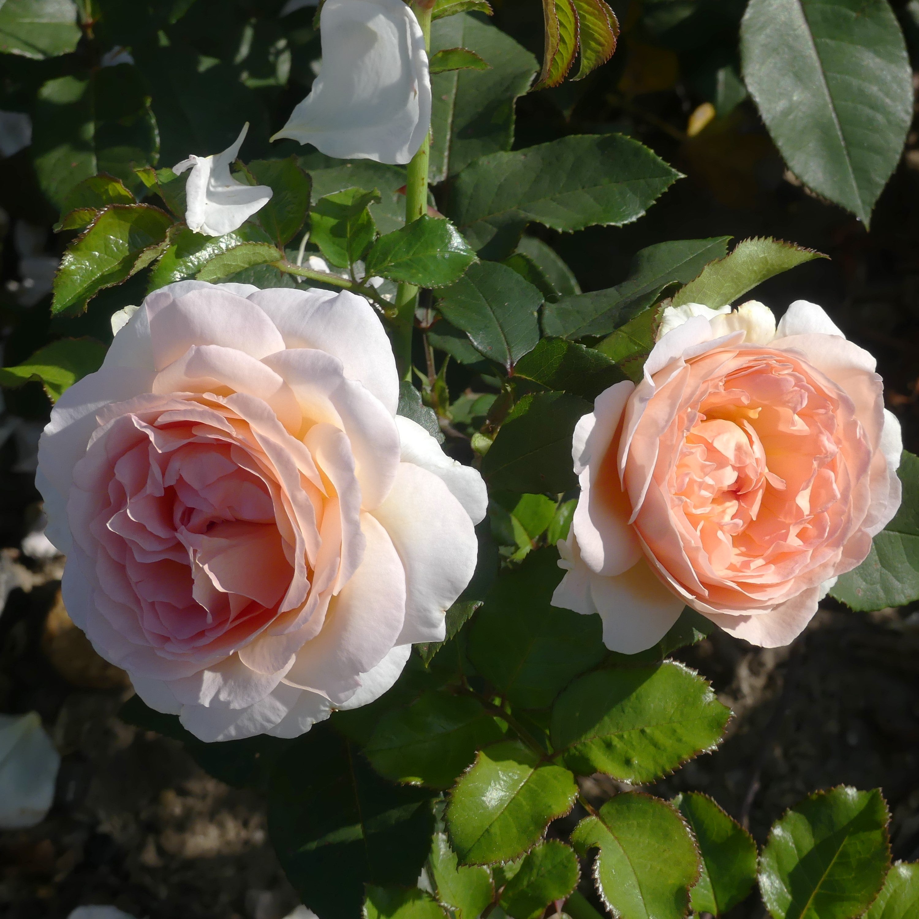 Bliss | Floribunda Bush Rose | £15.75 – Eastcroft Roses