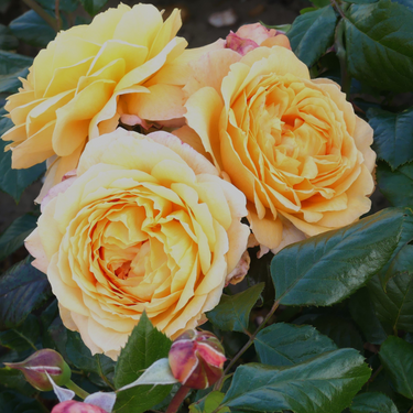 Rose Bushes | Rose Plants | Bare Root Roses | £15.75 each – Eastcroft Roses