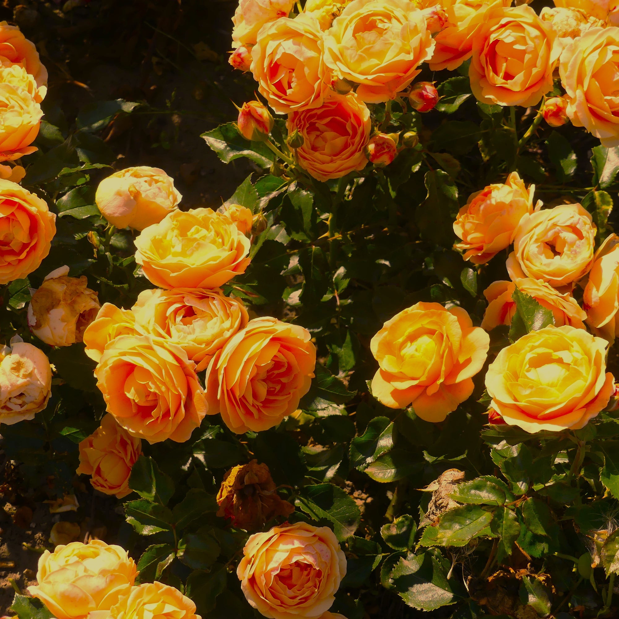 Rose Bushes | Rose Plants | Bare Root Roses | £15.75 each – Eastcroft Roses