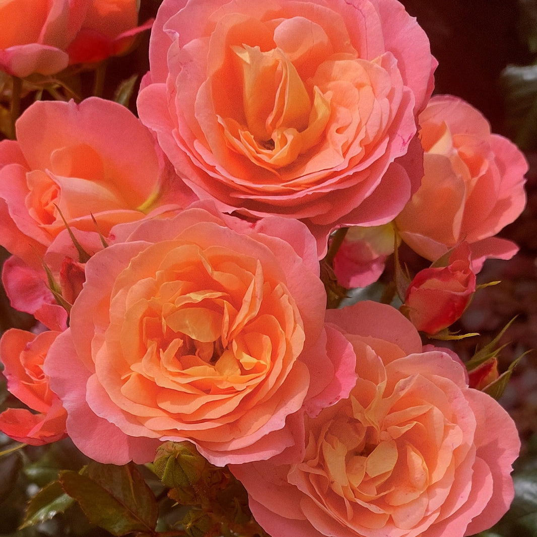 Named Roses – Eastcroft Roses