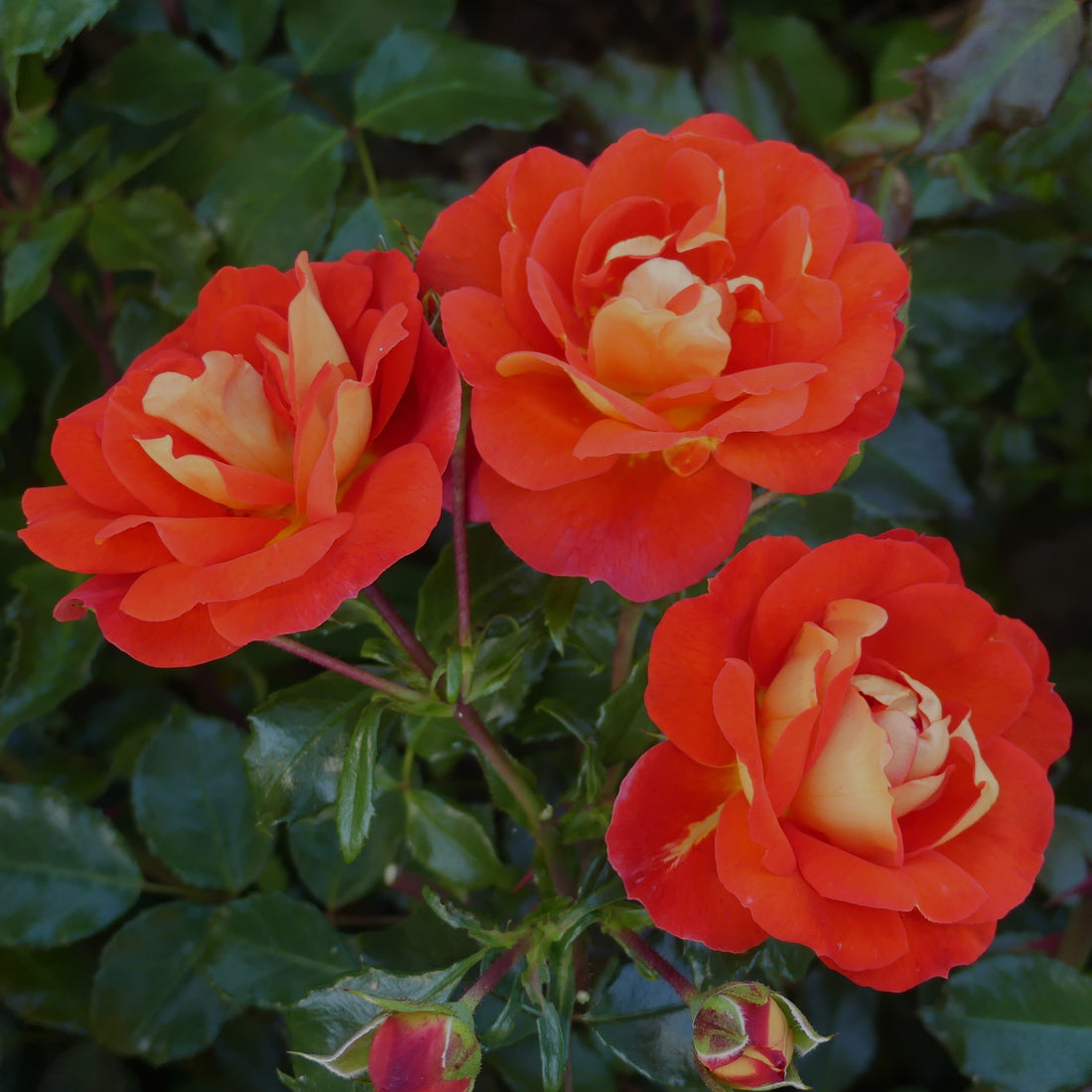 Eternal Flame | Floribunda Bush Rose | £15.75 – Eastcroft Roses