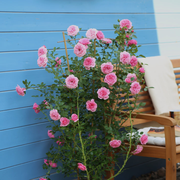 Eva | Patio Climbing Rose | £15.75 – Eastcroft Roses