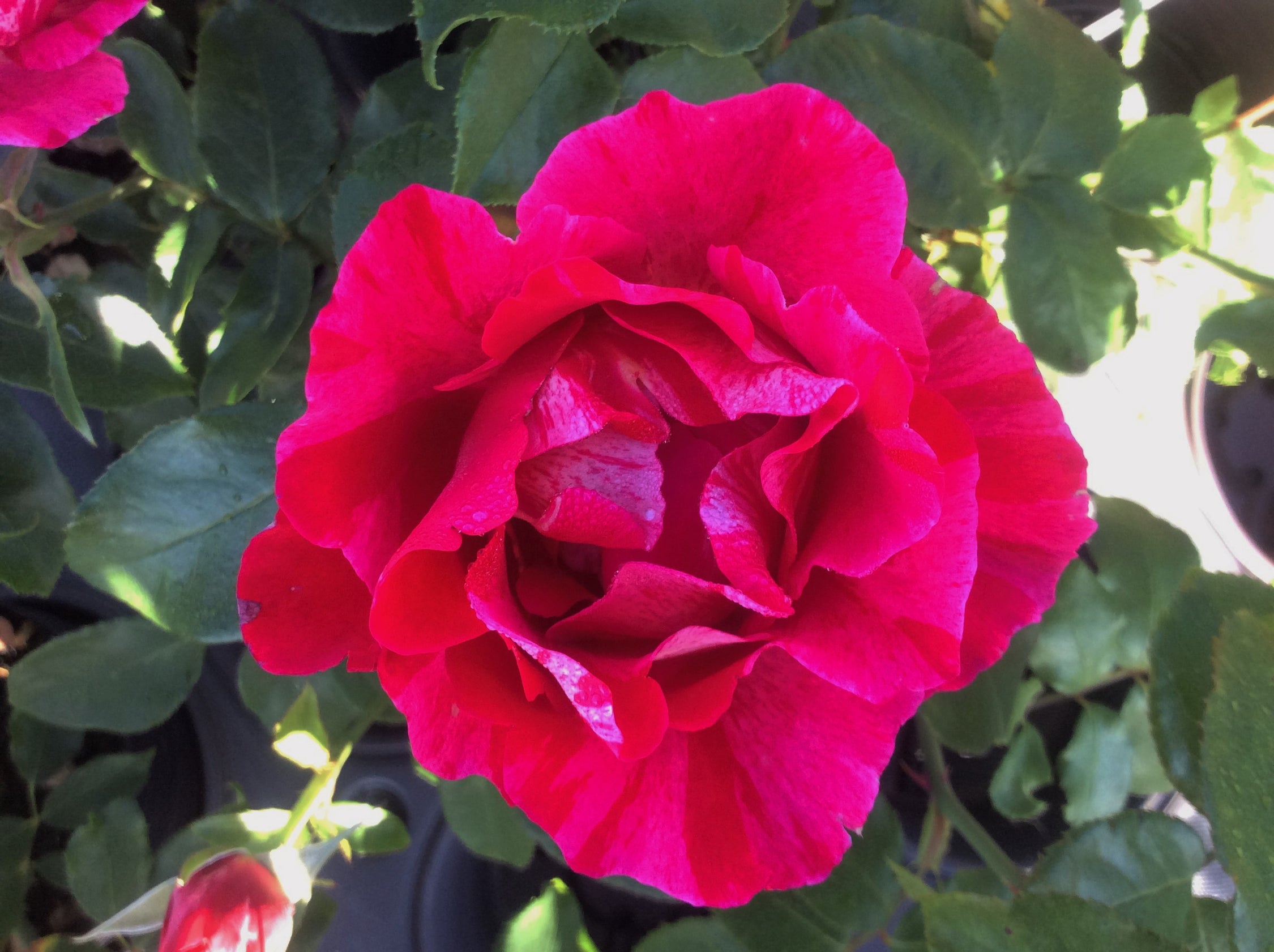 Rose Bushes | Rose Plants | Bare Root Roses | £15.75 each – Eastcroft Roses