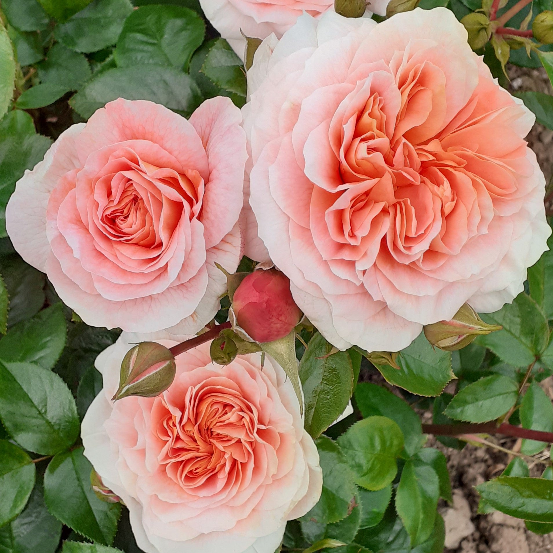 It's A Wonderful Life | Hybrid Tea Rose Bush | £15.75 – Eastcroft Roses