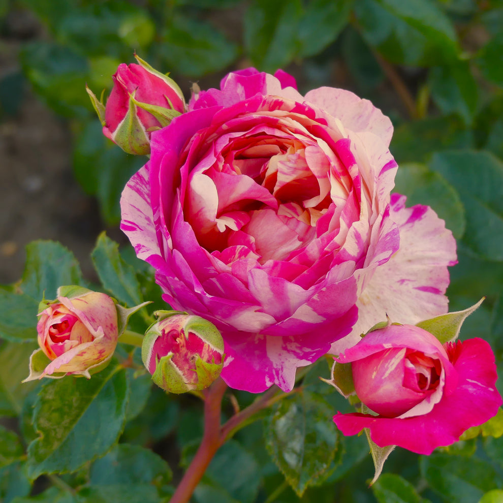 Julie Andrieu | Climbing Rose | £15.75 – Eastcroft Roses