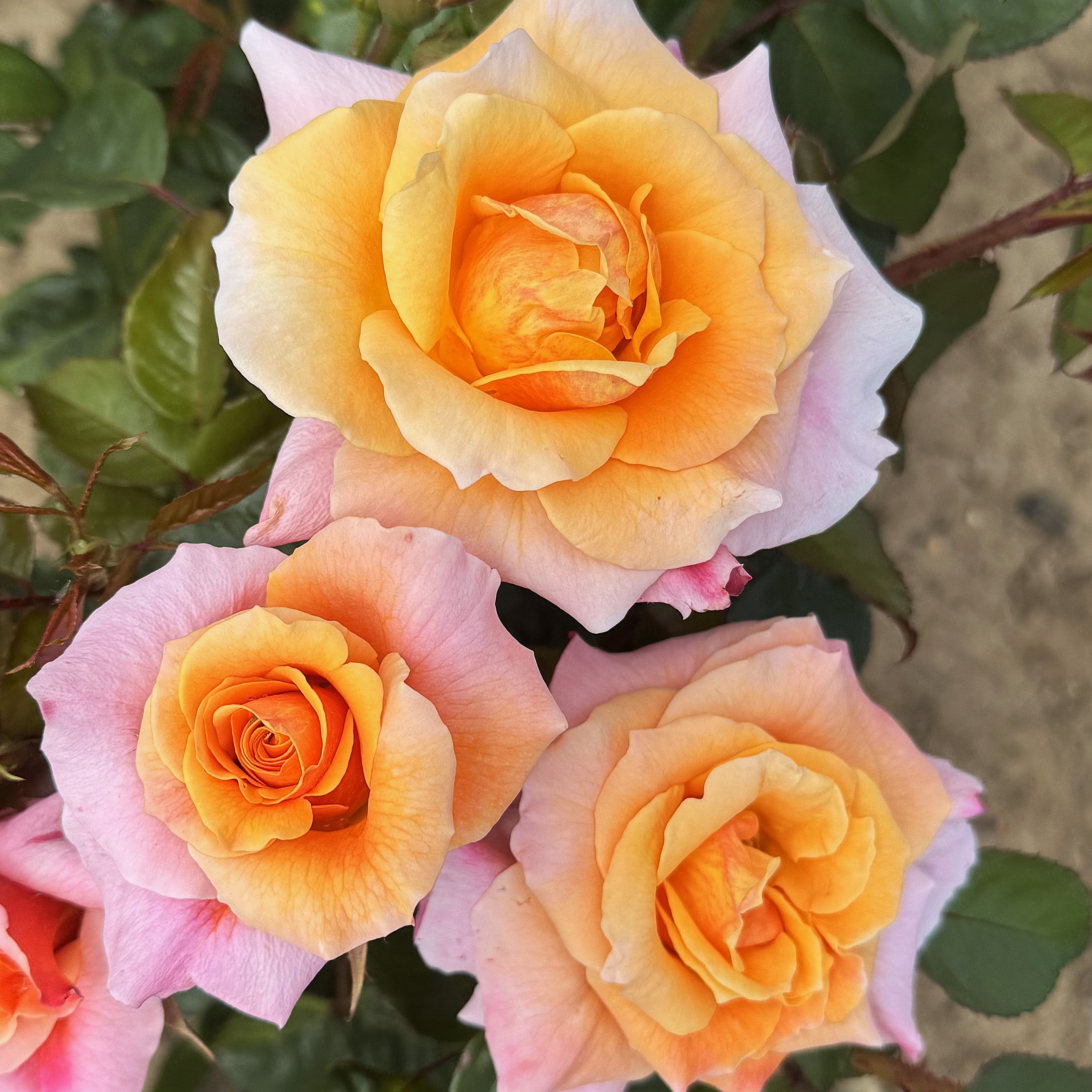 Kathleen's Rose | Floribunda Bush Rose | £18.75 – Eastcroft Roses