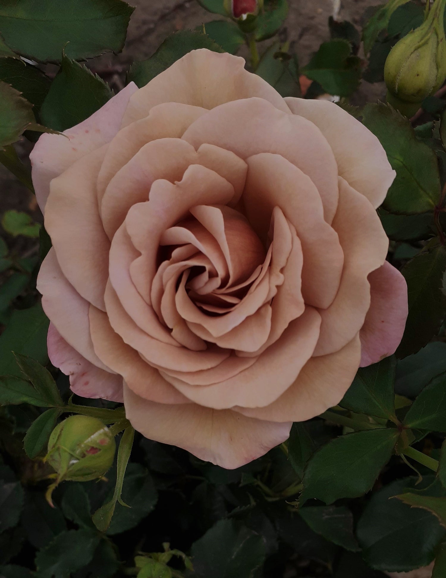 Rose Bushes | Rose Plants | Bare Root Roses | £15.75 each – Eastcroft Roses