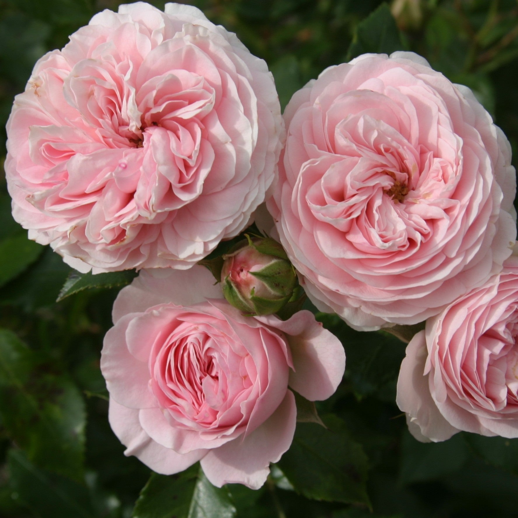Larissa| Floribunda Bush Rose | £15.75 – Eastcroft Roses