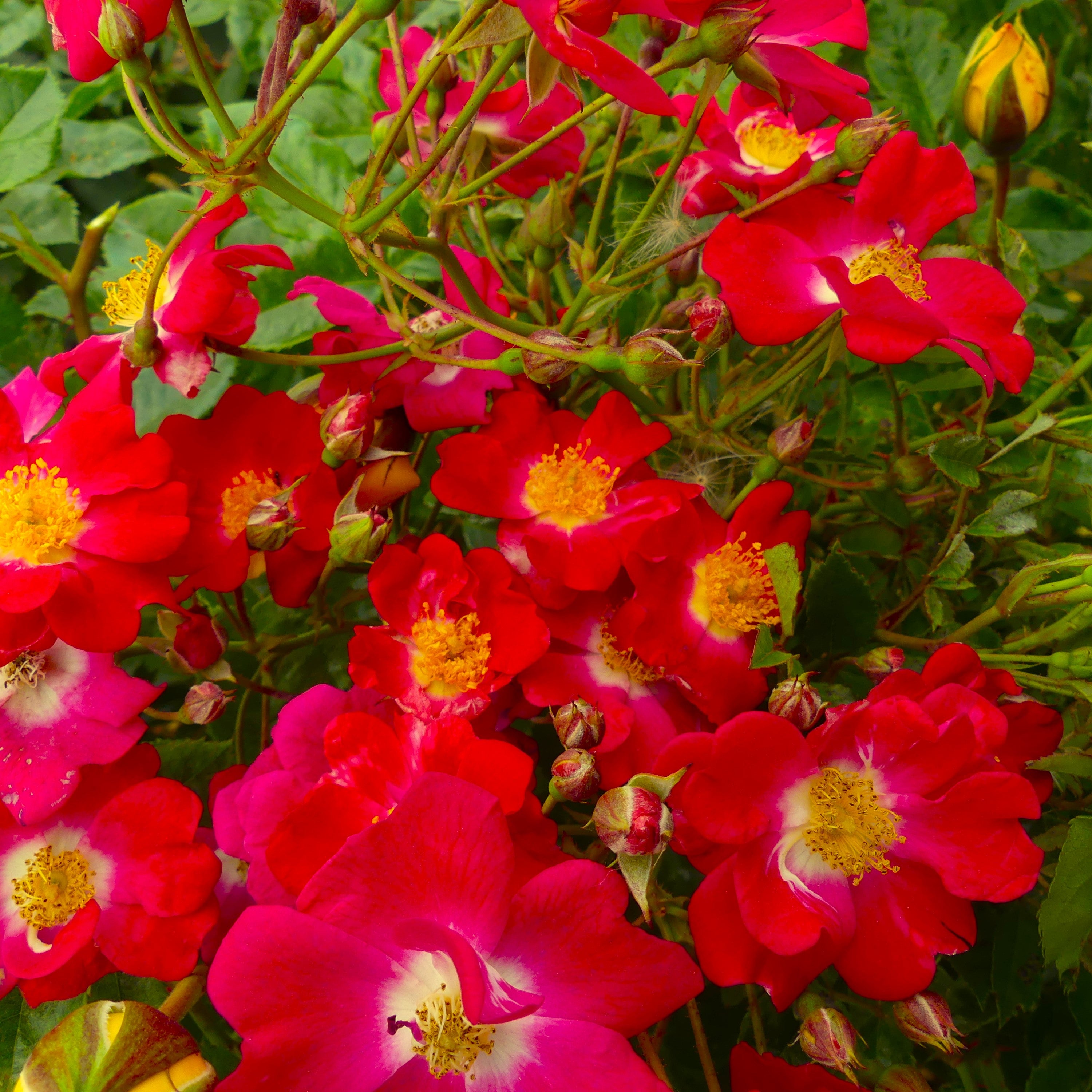 Rambling Roses | Rambler Roses | Eastcroft Roses