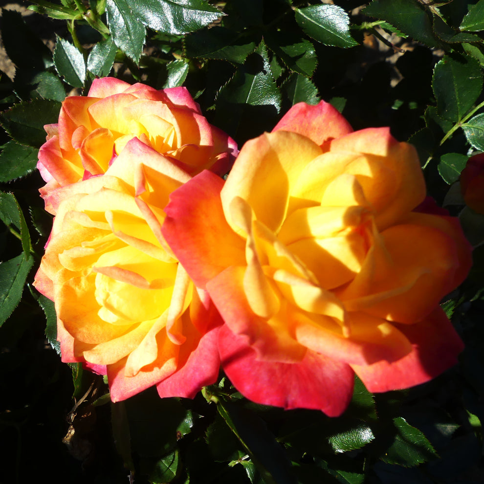 Little Sunset | Patio Shrub Rose | £15.75 – Eastcroft Roses