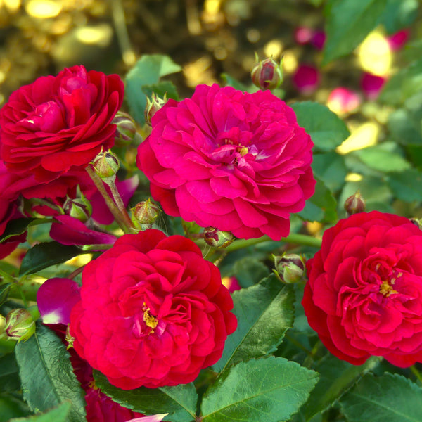 Lola | Patio Climbing Rose | £15.75 – Eastcroft Roses