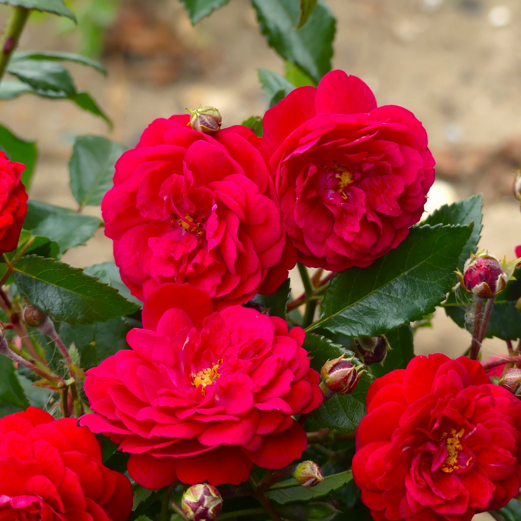Lola | Patio Climbing Rose | £15.75 – Eastcroft Roses