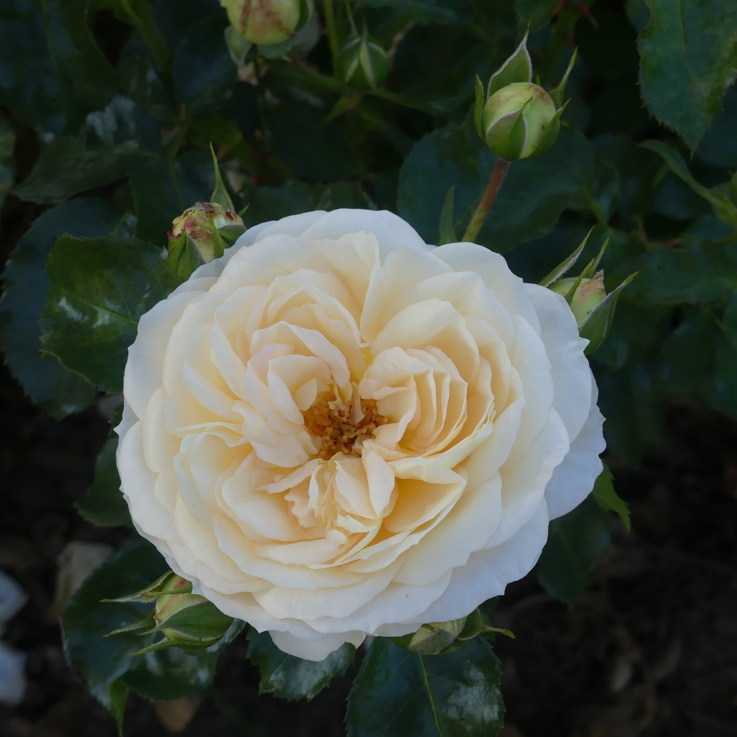 Marie Antoinette | Floribunda Bush Rose | £15.75 – Eastcroft Roses