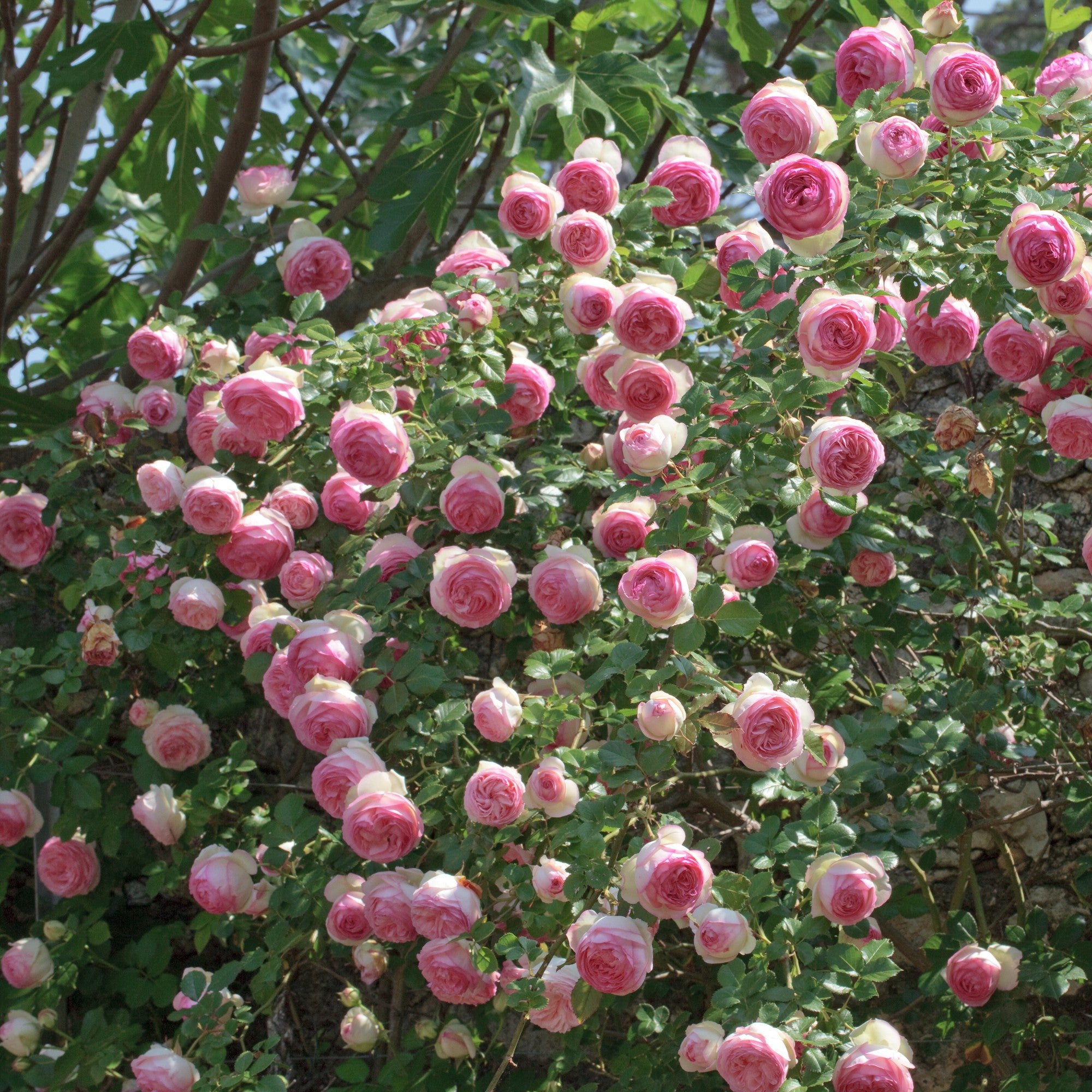 Eden Rose (Pierre de Ronsard) | Climbing Rose | £15.75 – Eastcroft Roses