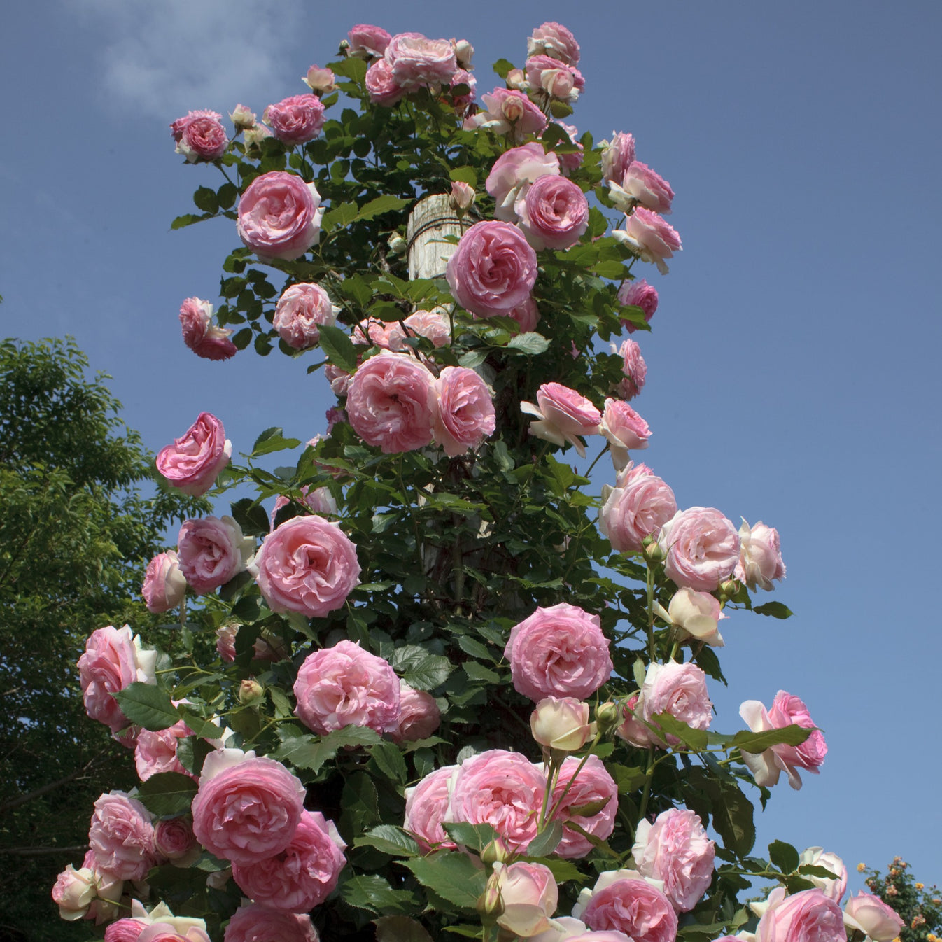 Eden Rose (Pierre de Ronsard) | Climbing Rose | £15.75 – Eastcroft Roses
