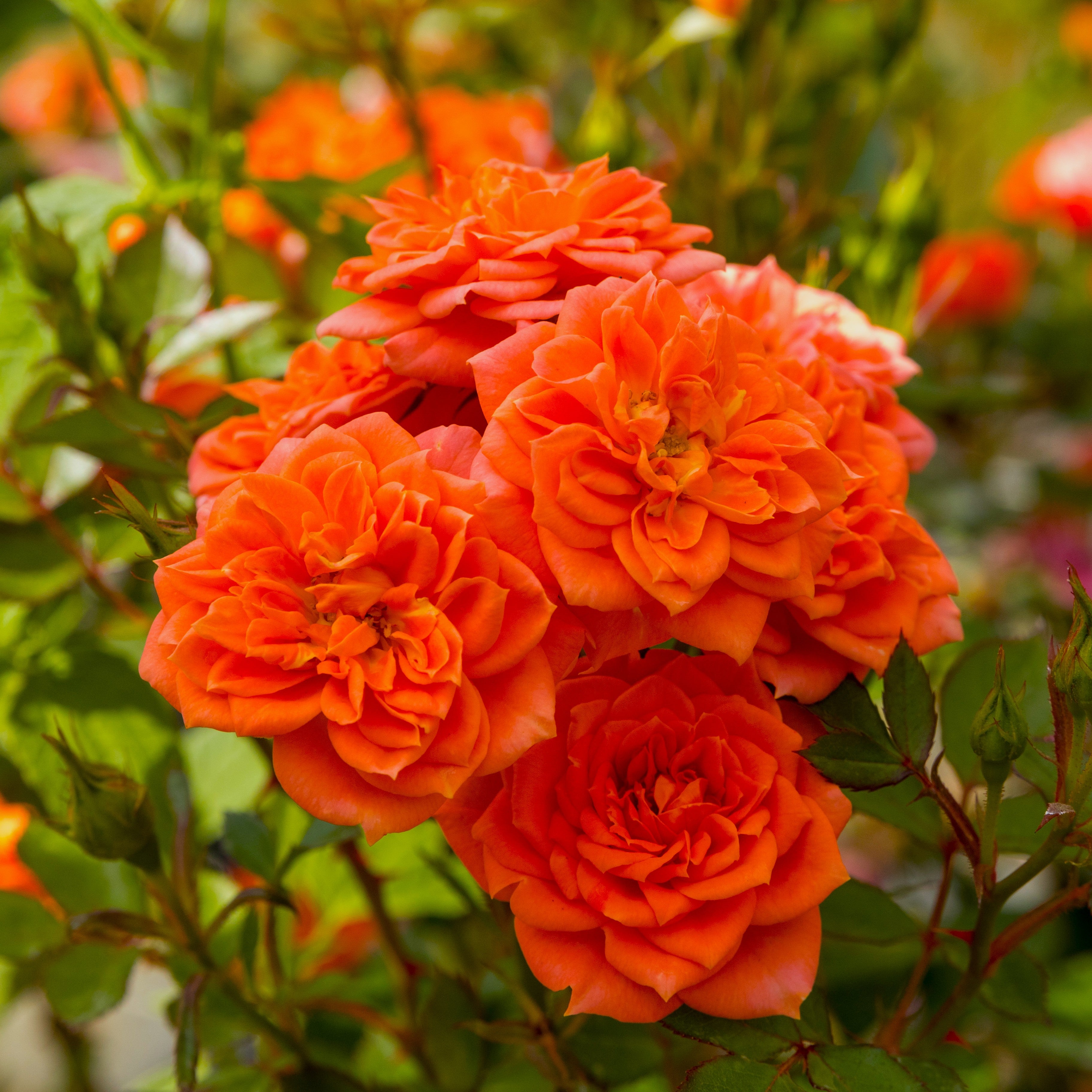 Honey Bun | Patio Rose | £15.75 – Eastcroft Roses