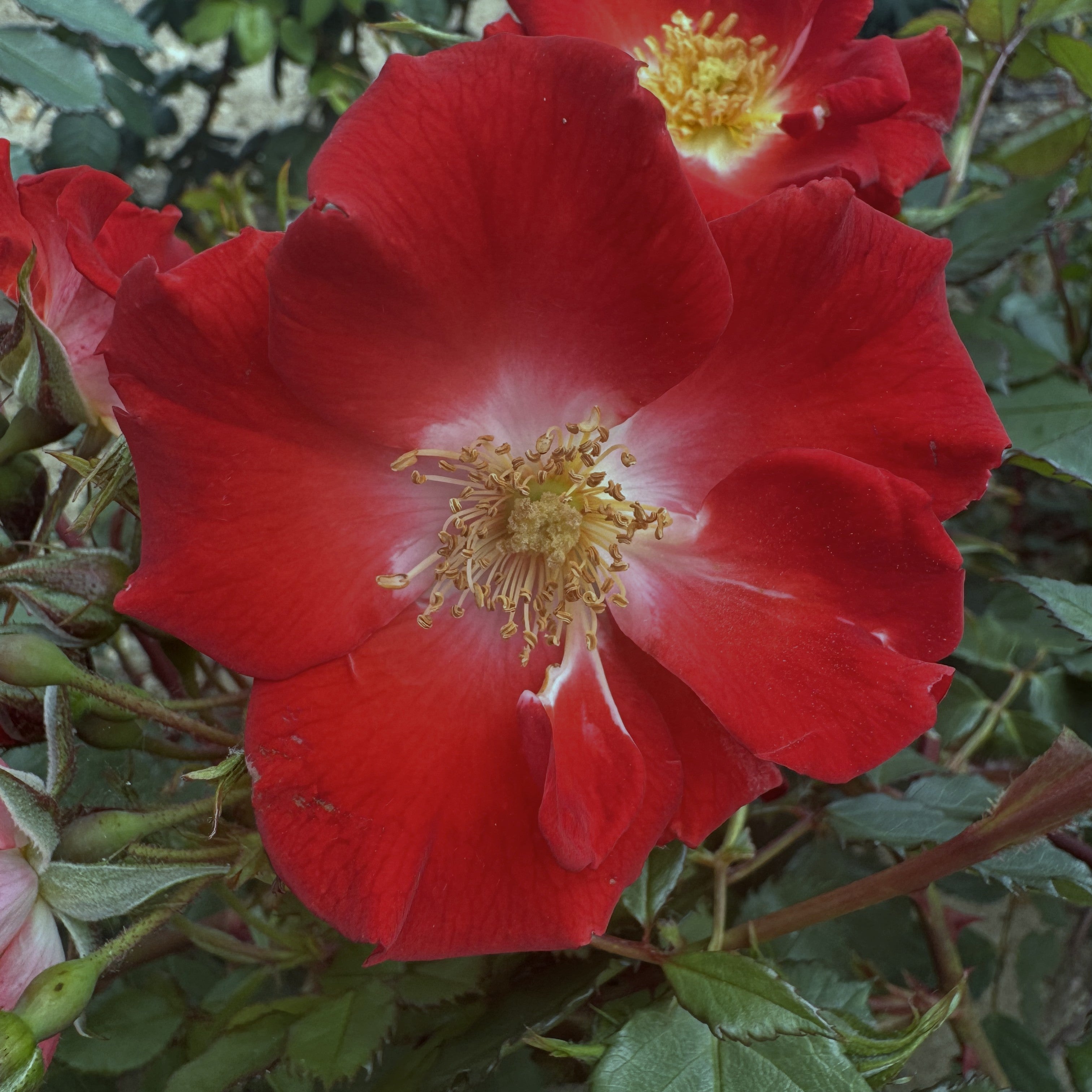 Our Molly | Shrub Rose Bush | Ground Cover Rose | £18.75 – Eastcroft Roses