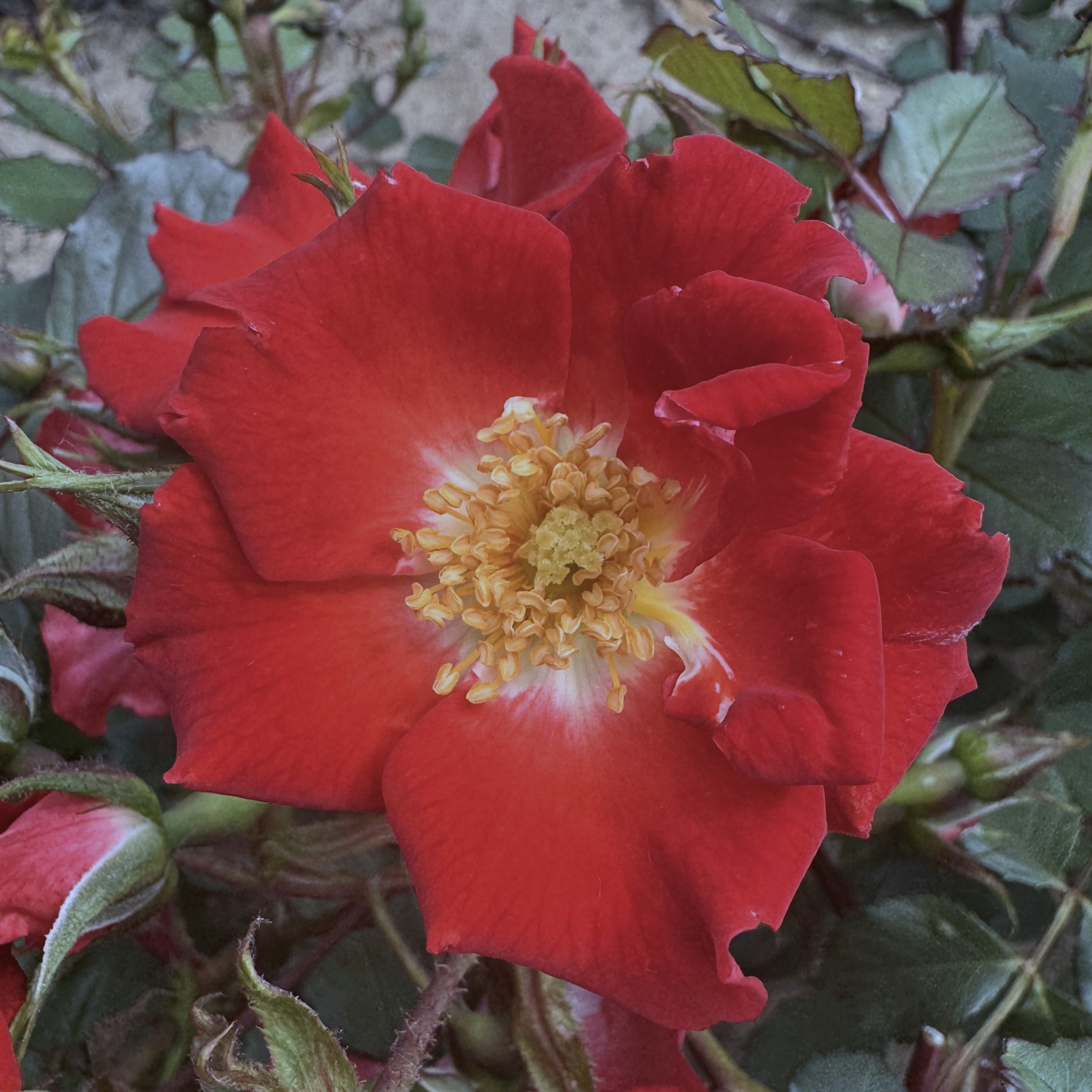 Our Molly | Shrub Rose Bush | Ground Cover Rose | £18.75 – Eastcroft Roses