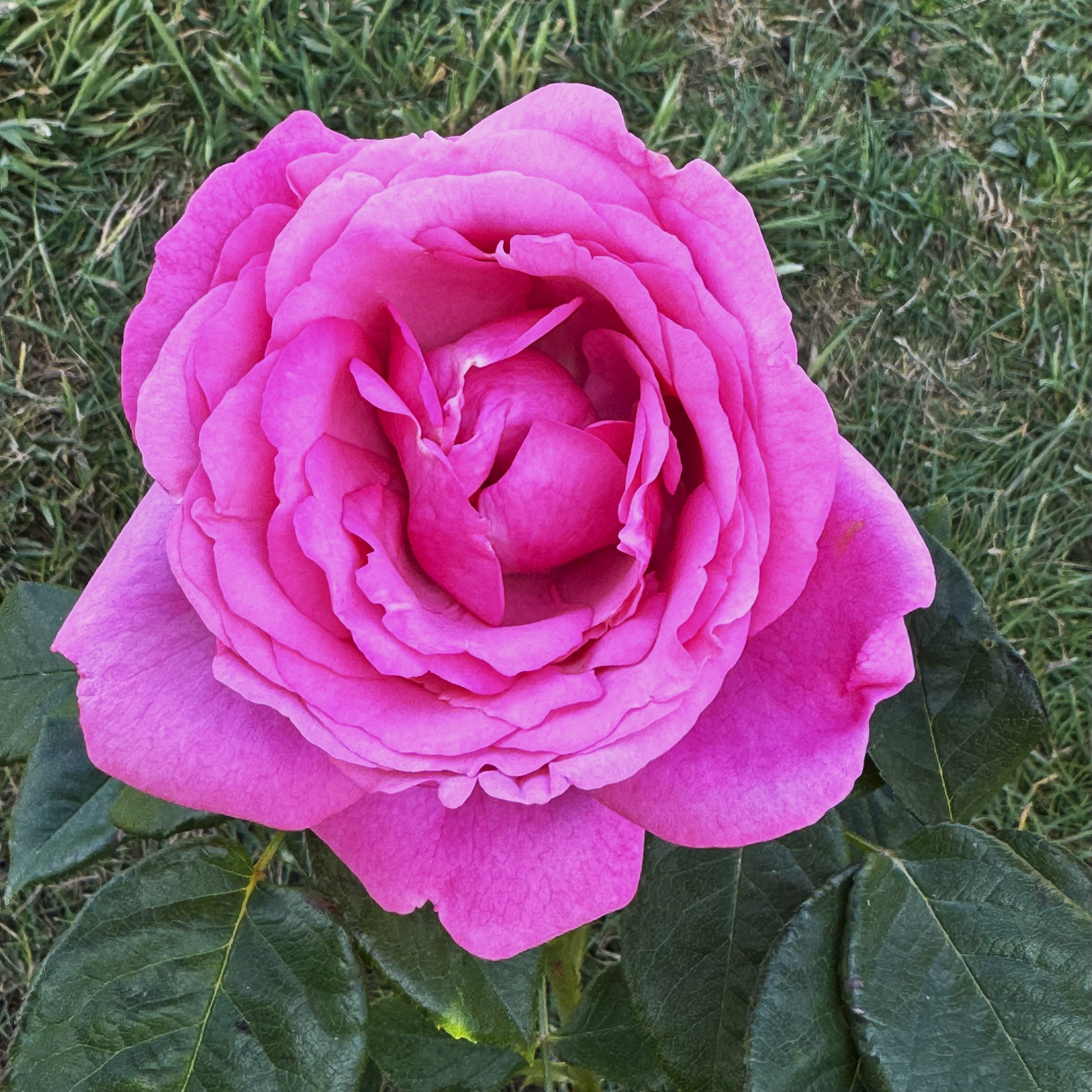 Olivia's Rose | Hybrid Tea Bush Rose | £16.75 – Eastcroft Roses