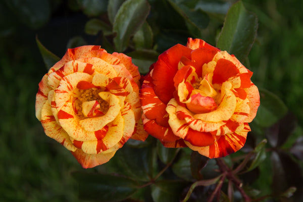 Rose Bushes | Rose Plants | Bare Root Roses | £15.75 each – Eastcroft Roses