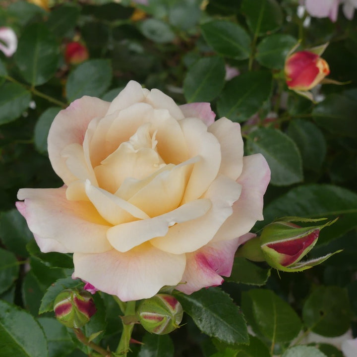 Named Roses – Eastcroft Roses