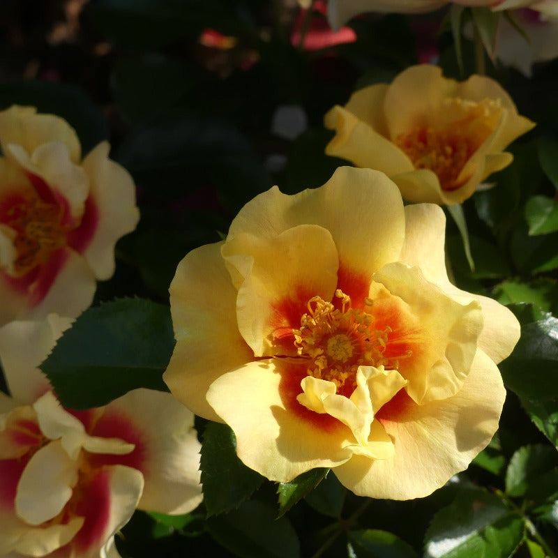 Eye of the Tiger | Floribunda Bush Rose | £15.75 – Eastcroft Roses