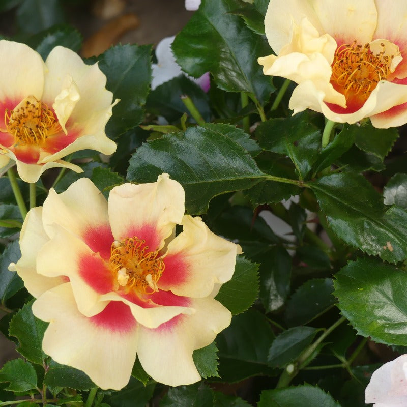 Eye of the Tiger | Floribunda Bush Rose | £15.75 – Eastcroft Roses