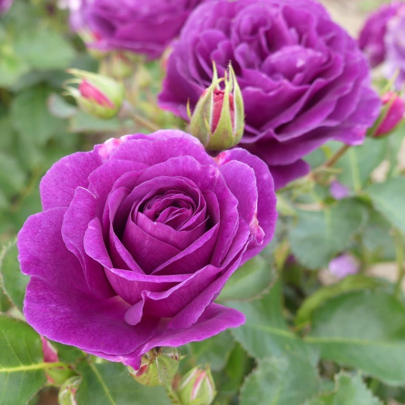 Minerva | Floribunda Bush Rose | £15.75 – Eastcroft Roses