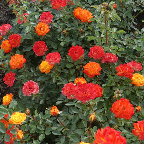Irish Eyes Rose | Floribunda Bush Rose | £15.75 – Eastcroft Roses