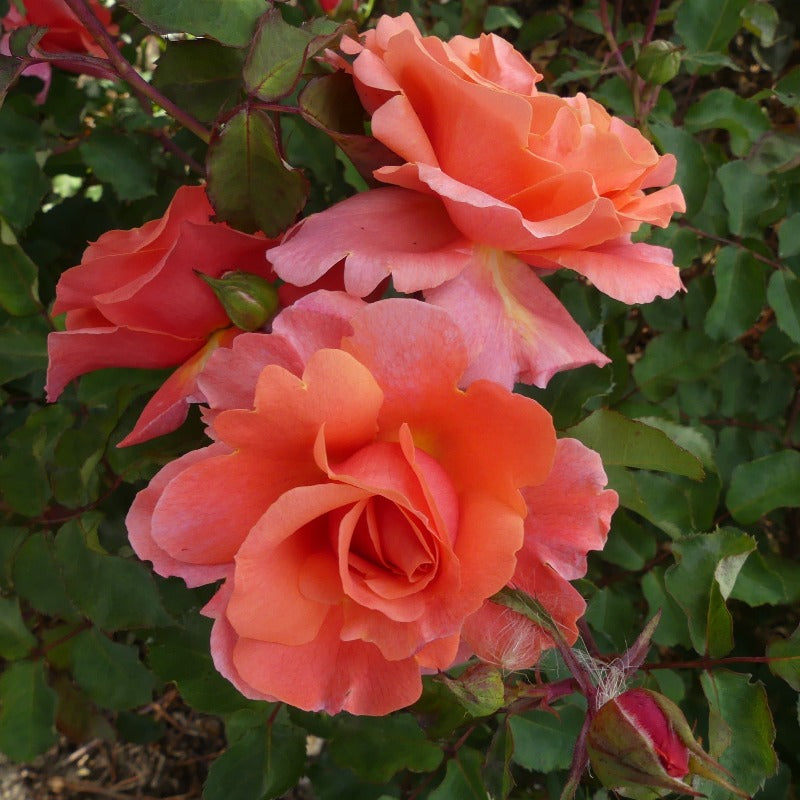 Alibaba | Climbing Rose | £15.75 – Eastcroft Roses
