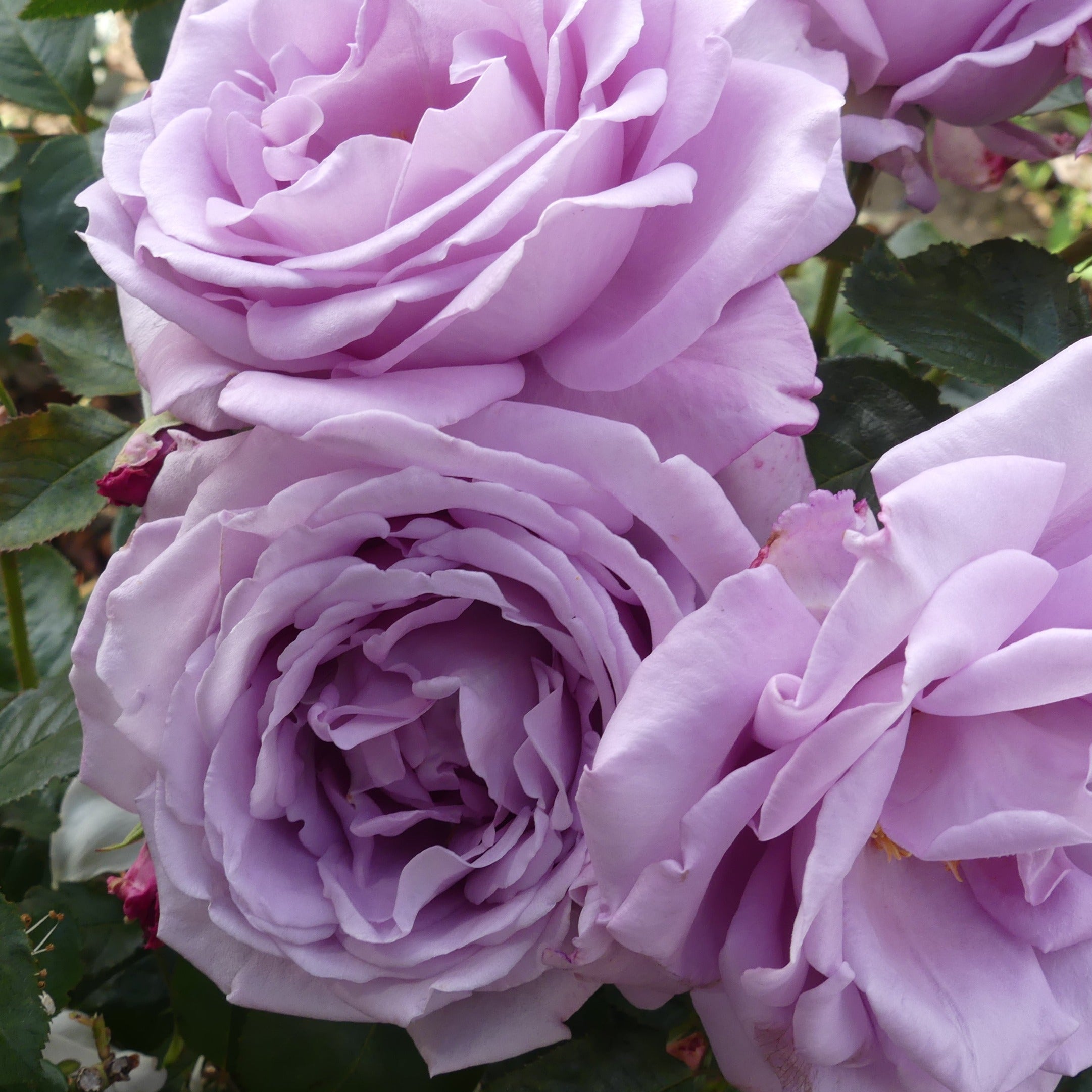 Blue Moon | Hybrid Tea Bush Rose | £15.75 – Eastcroft Roses