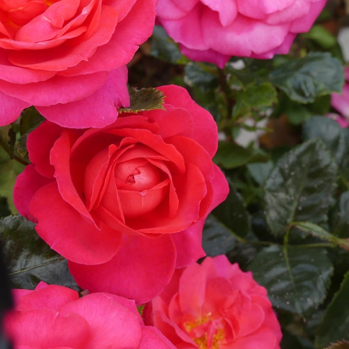 My Dad | Hybrid Tea Bush Rose | £15.75 – Eastcroft Roses