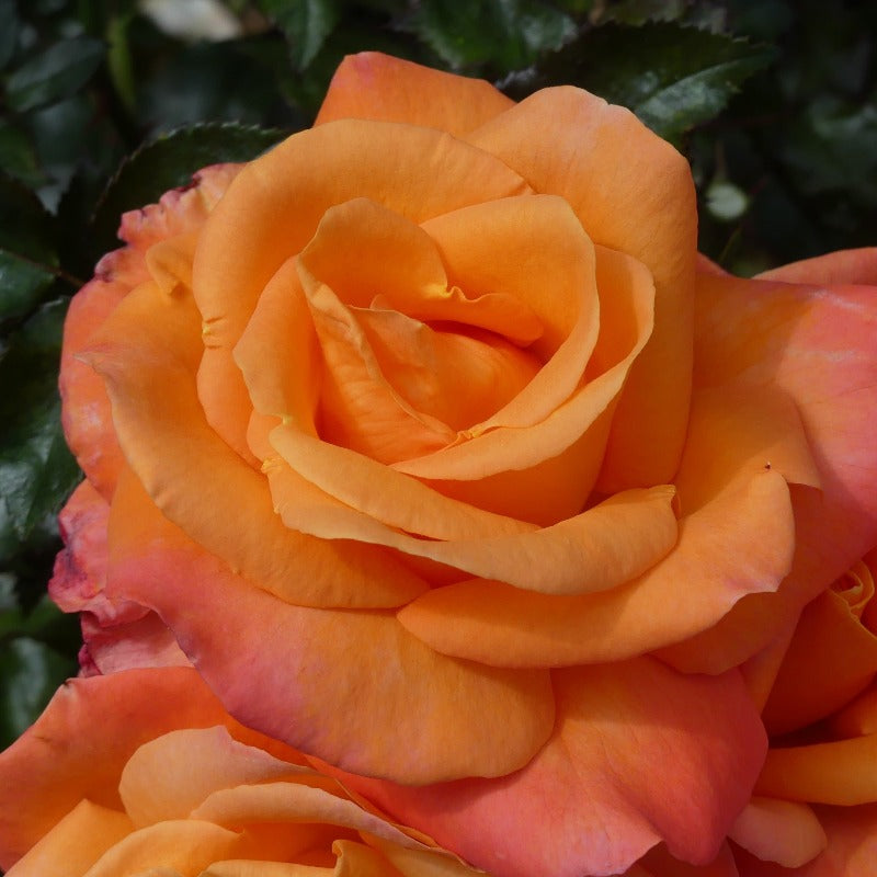 Mamma Mia | Hybrid Tea Bush Rose | £15.75 – Eastcroft Roses
