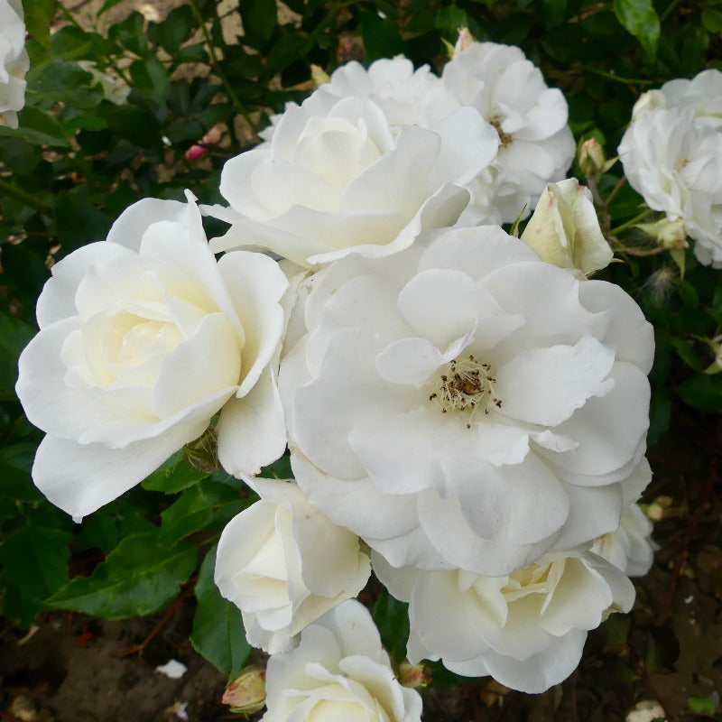 Iceberg | Standard Tree Rose | £45.00 – Eastcroft Roses