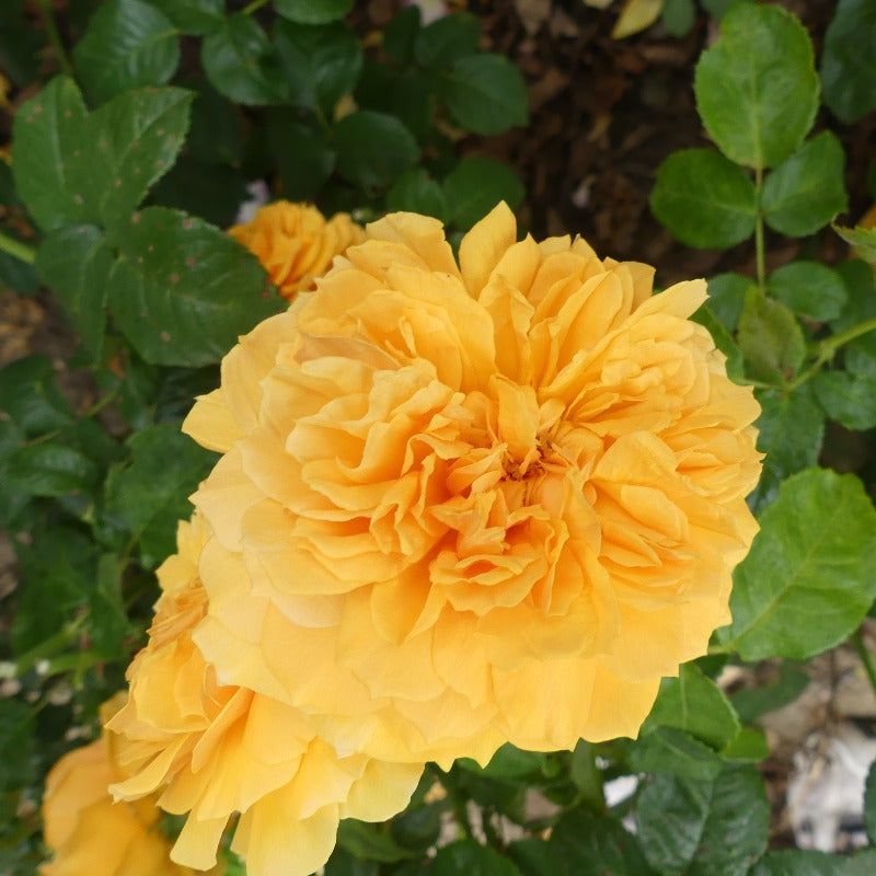 Shrub Roses | Eastcroft Roses