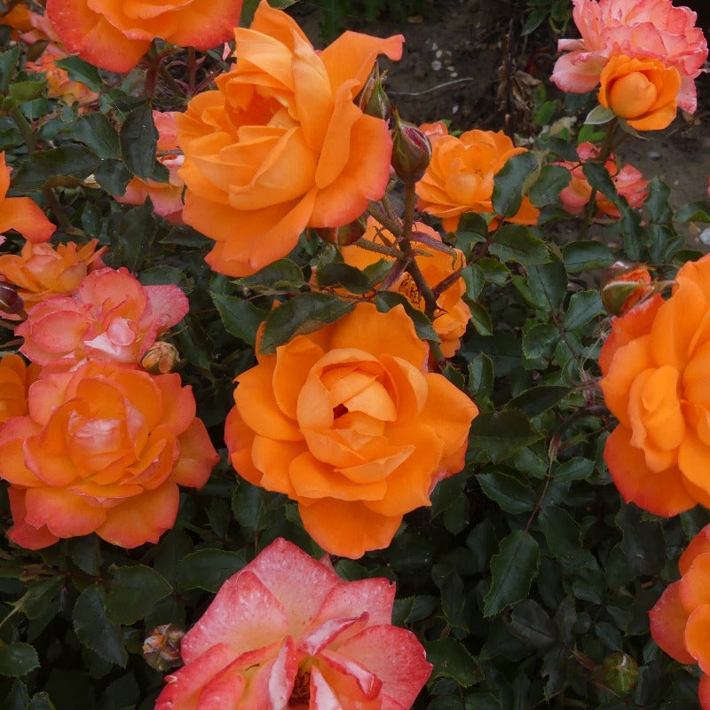 Wildfire | Patio Rose | £15.75 – Eastcroft Roses