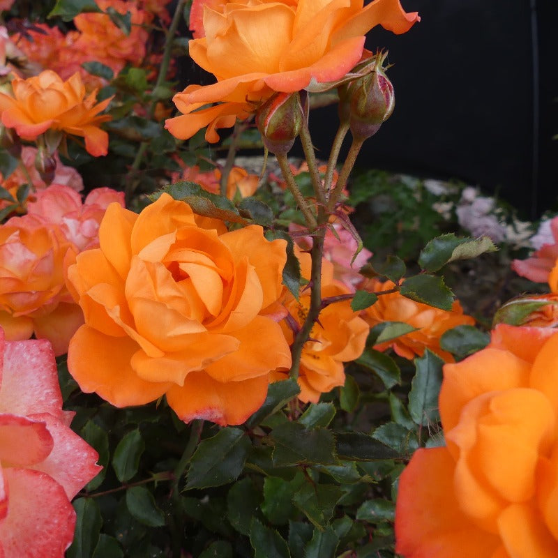 Wildfire | Patio Rose | £15.75 – Eastcroft Roses