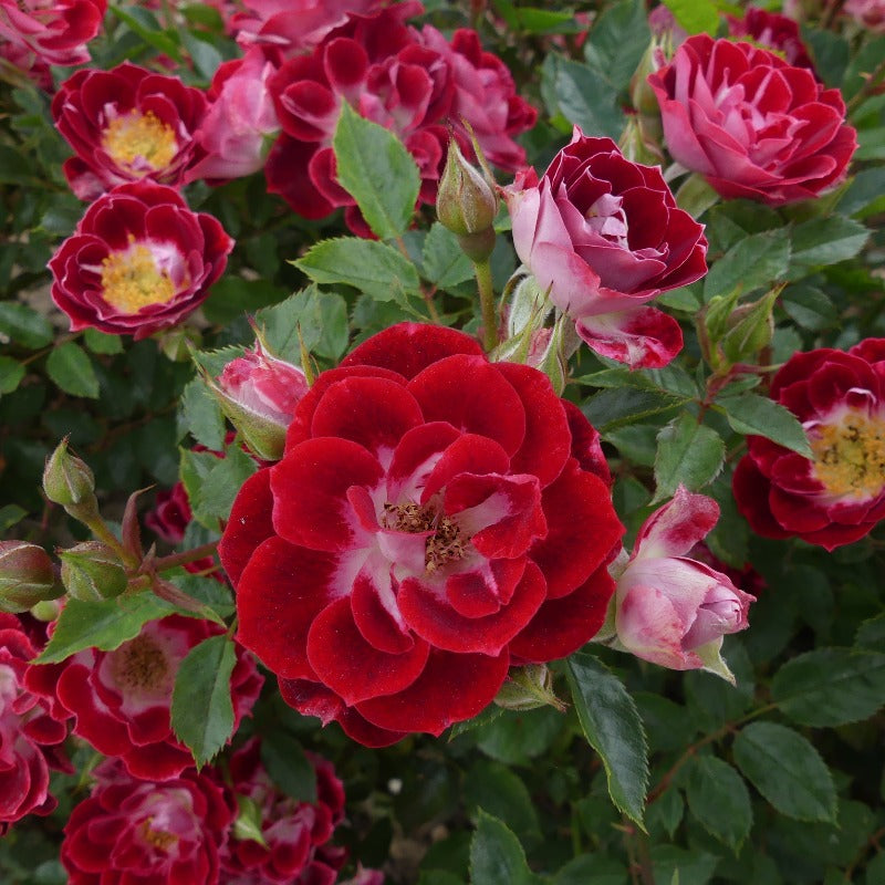 Wonderful News | Patio Rose | £15.75 – Eastcroft Roses