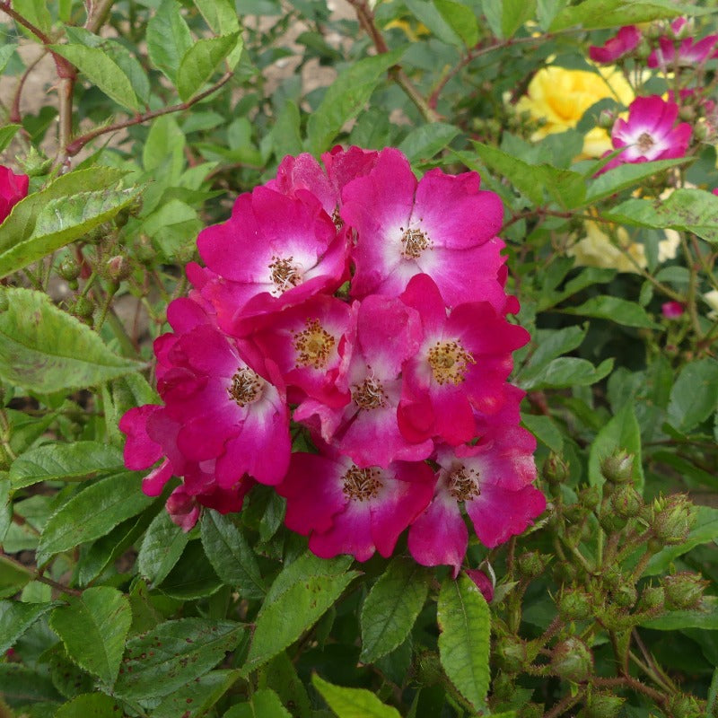 Shrub Roses | Eastcroft Roses