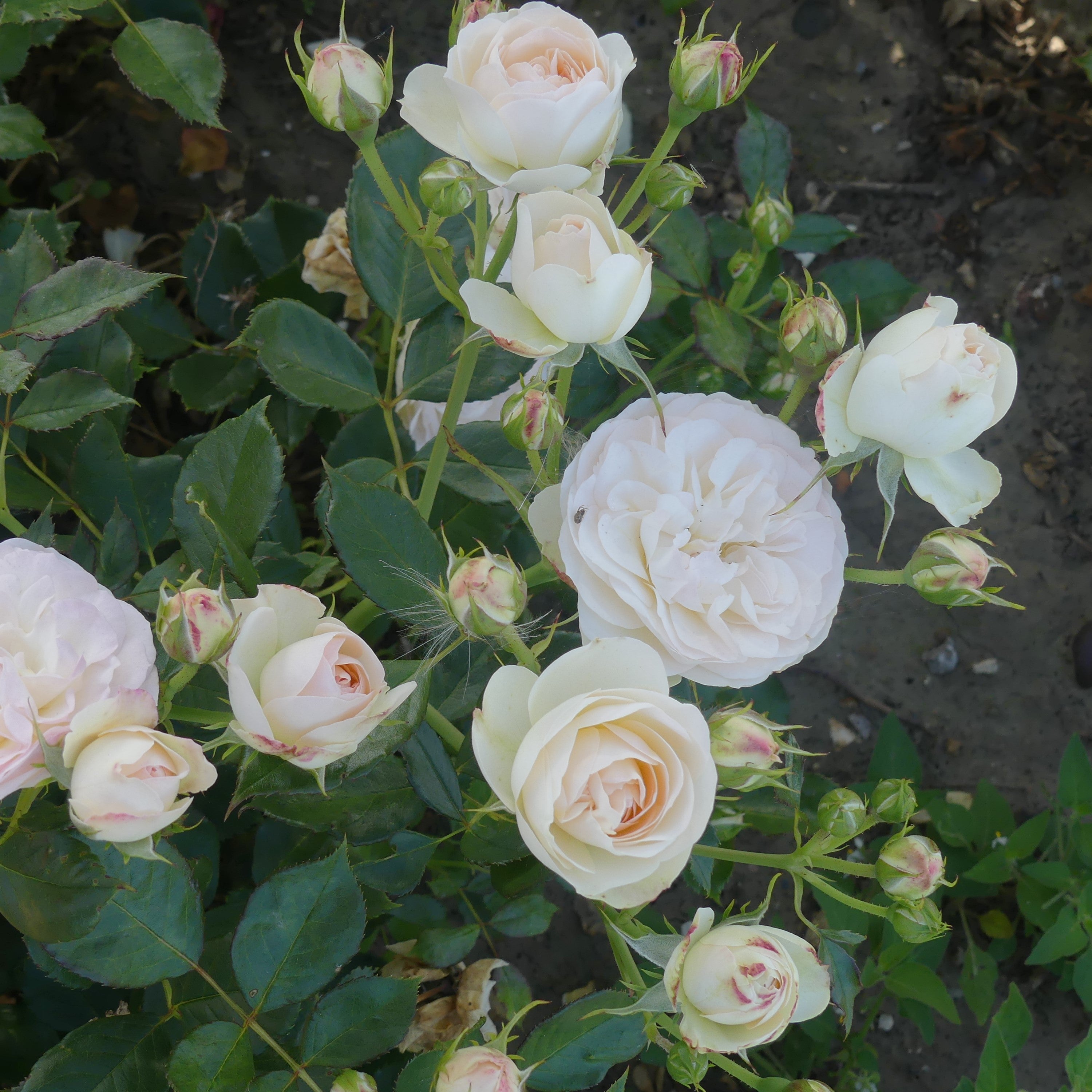 Pastella | Floribunda Bush Rose | £15.75 – Eastcroft Roses